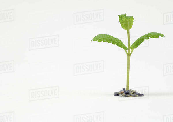 Sprig of mint - Royalty-free Stock Photo | Dissolve