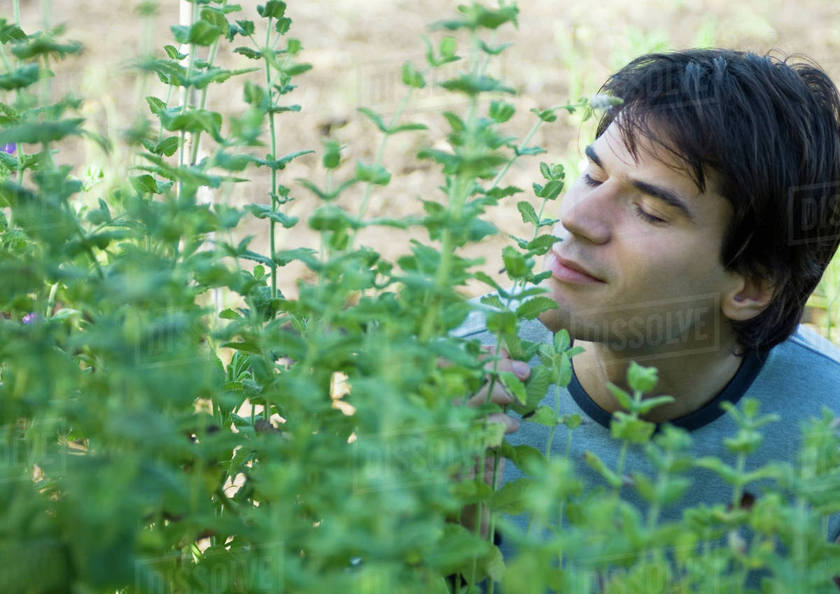 Man smelling mint growing outdoors, eyes closed - Royalty-free Stock ...