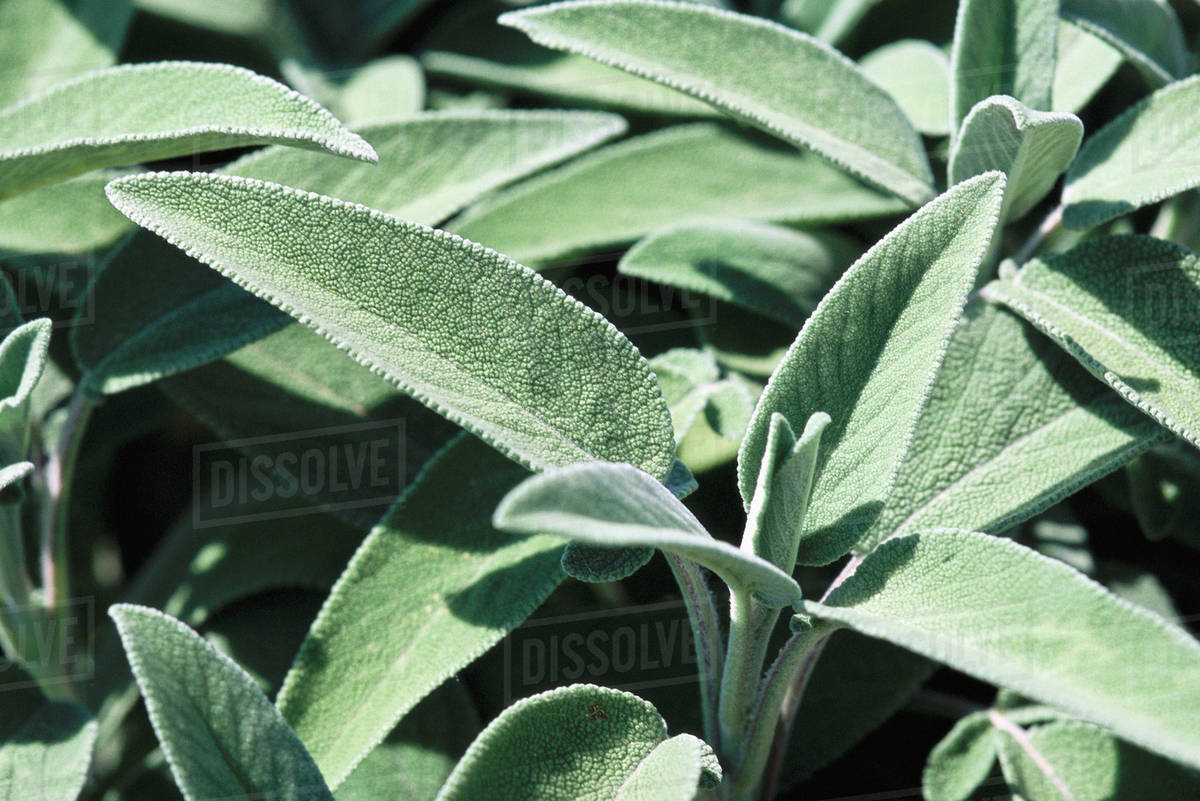 Sage plant, close-up - Stock Photo - Dissolve