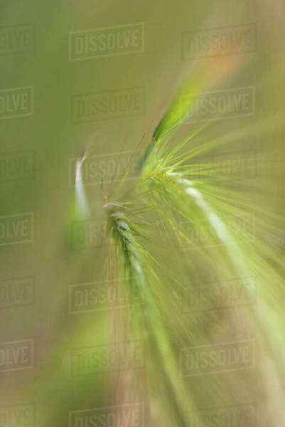 Barley husks, extreme close-up - Royalty-free Stock Photo | Dissolve
