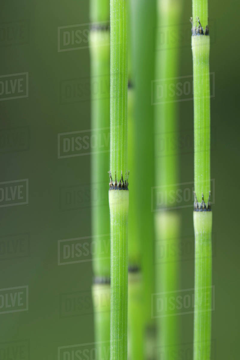 Horsetail rushes (equisetum hyemale), close-up - Stock Photo - Dissolve