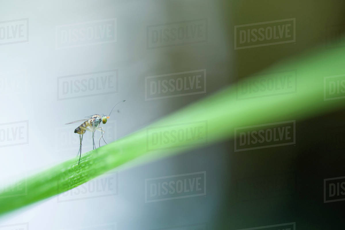 Insect on blade of grass - Stock Photo - Dissolve