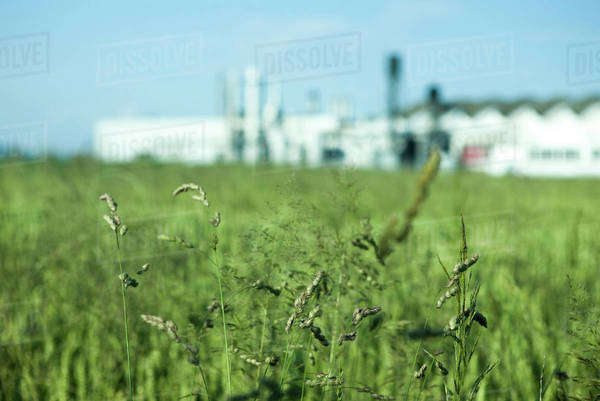Weeds, factory in background - Stock Photo - Dissolve
