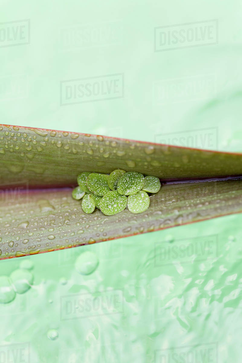 Leaves on palm leaf, floating on water - Stock Photo - Dissolve