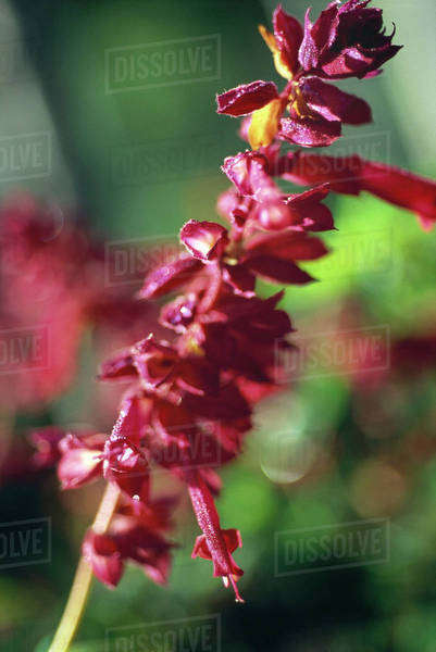 Flower - Stock Photo - Dissolve