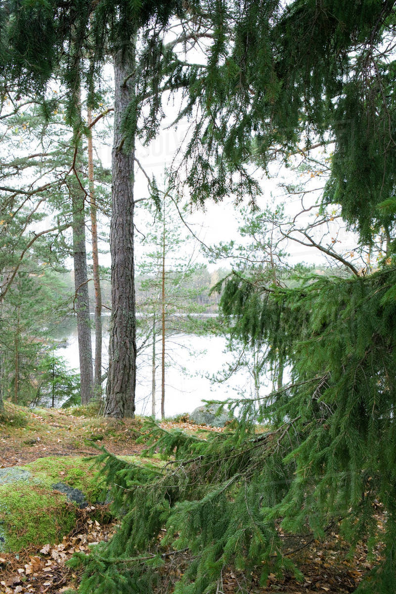 Wooded scene with lake in background - Stock Photo - Dissolve