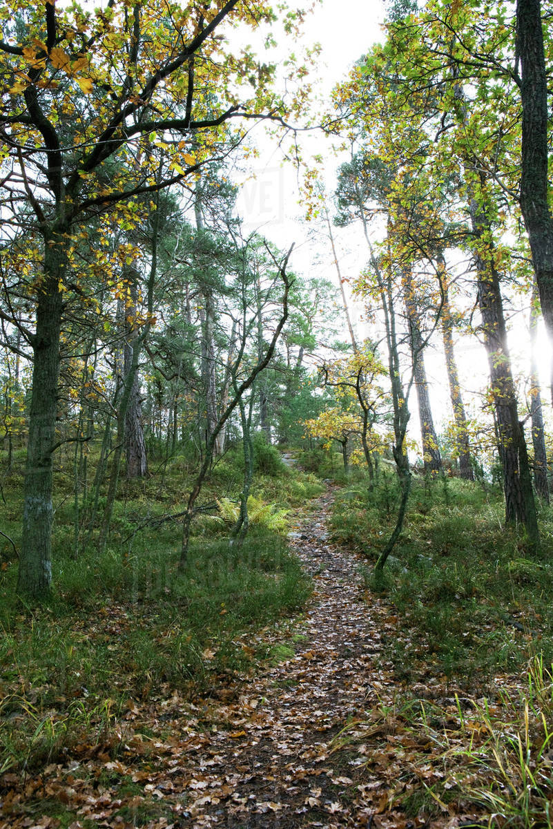 Path through woods - Royalty-free Stock Photo | Dissolve