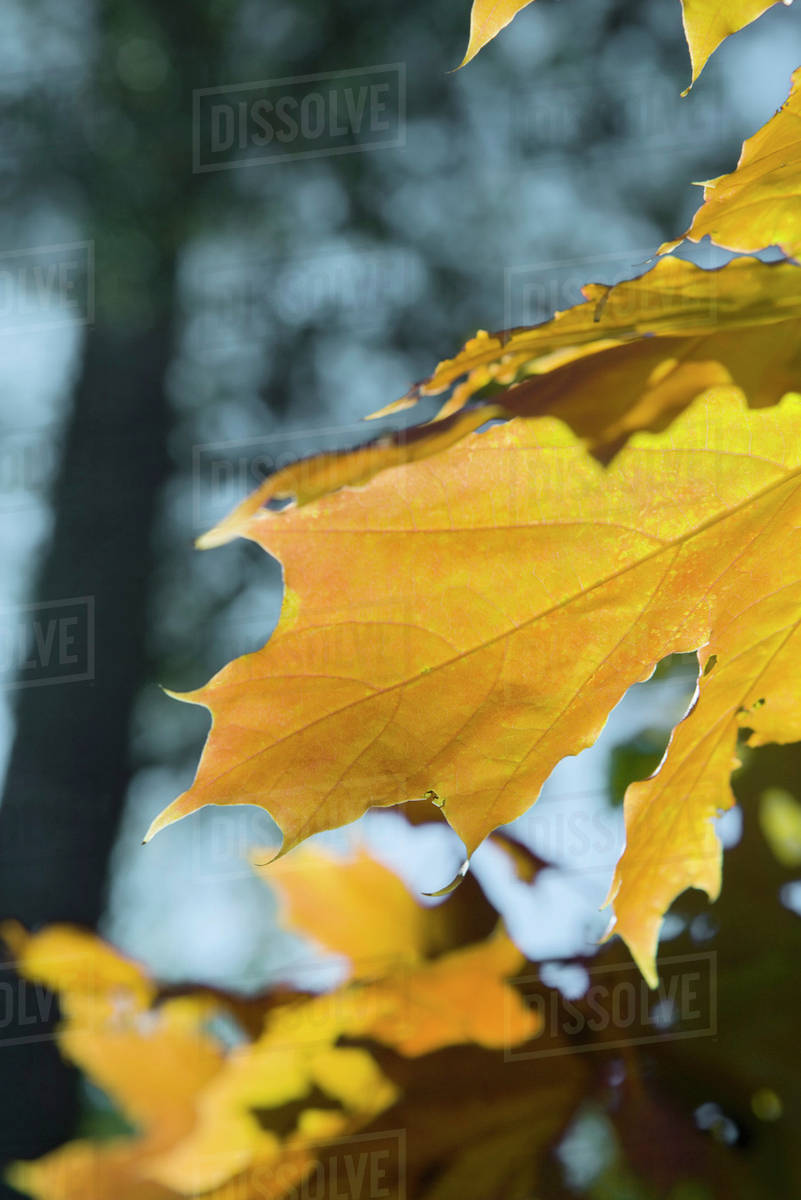 Golden leaves on tree, extreme close-up - Royalty-free Stock Photo ...