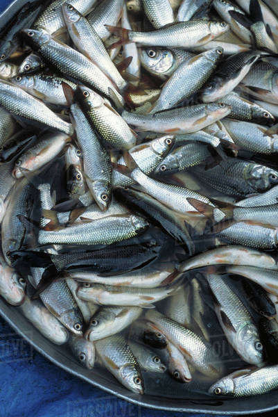 Fresh fish soaking in water - Royalty-free Stock Photo | Dissolve
