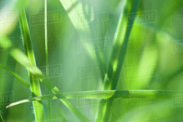 Grass, extreme close-up - Royalty-free Stock Photo | Dissolve