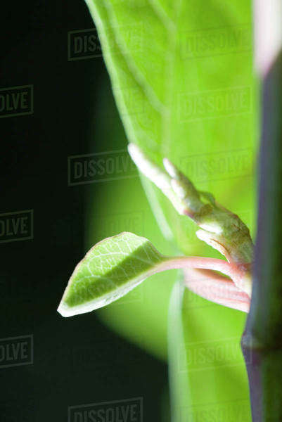 New leaves on stem, extreme close-up - Royalty-free Stock Photo | Dissolve