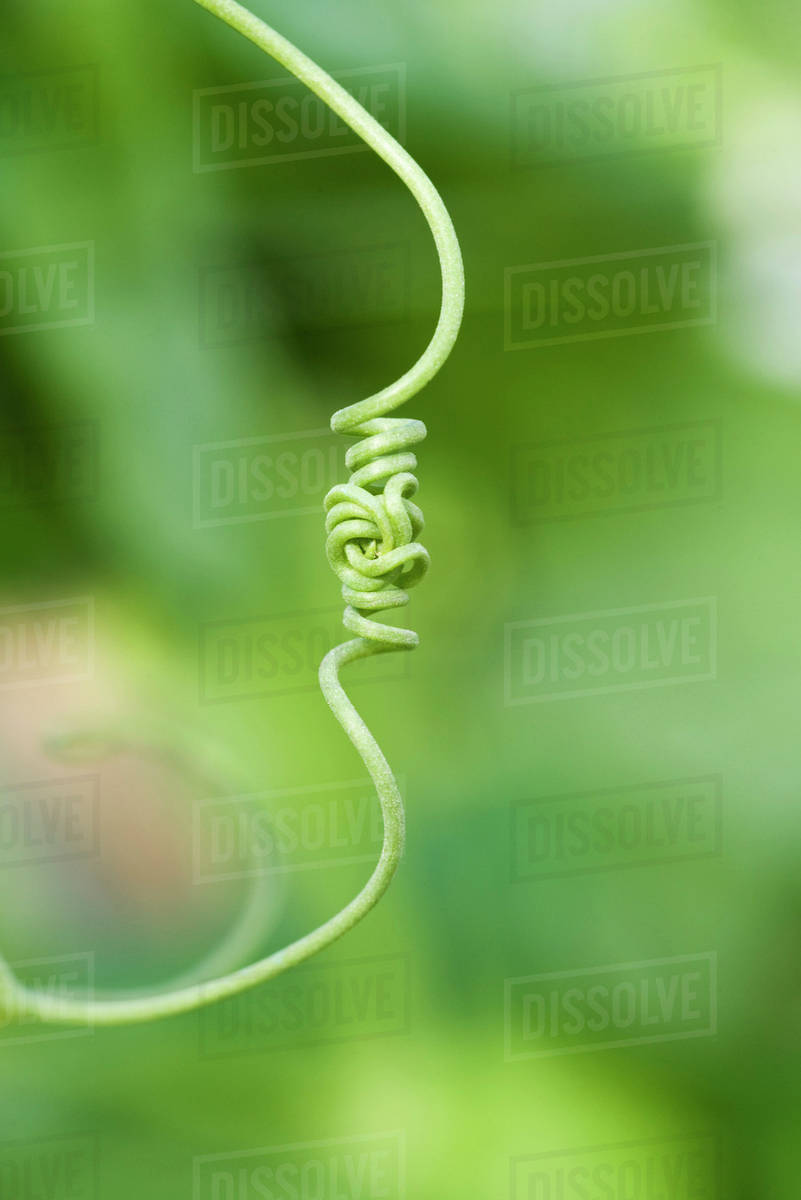 Delicate tendril, close-up - Stock Photo - Dissolve