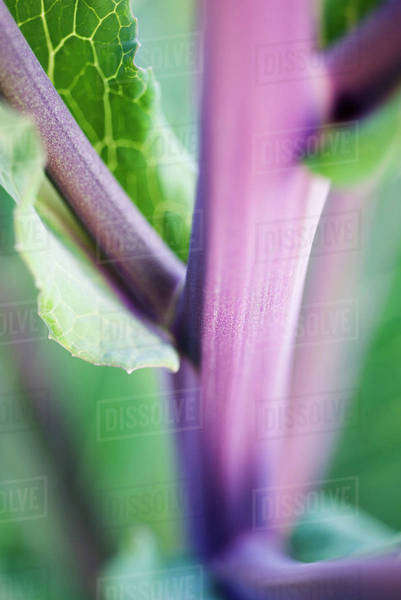 Cabbage stalks, extreme close-up - Royalty-free Stock Photo | Dissolve