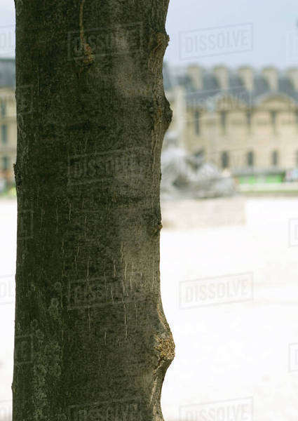 Tree trunk, building and statue in background - Stock Photo - Dissolve