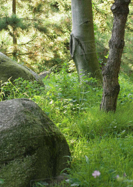 Tree trunks, grass, and stone - Royalty-free Stock Photo | Dissolve