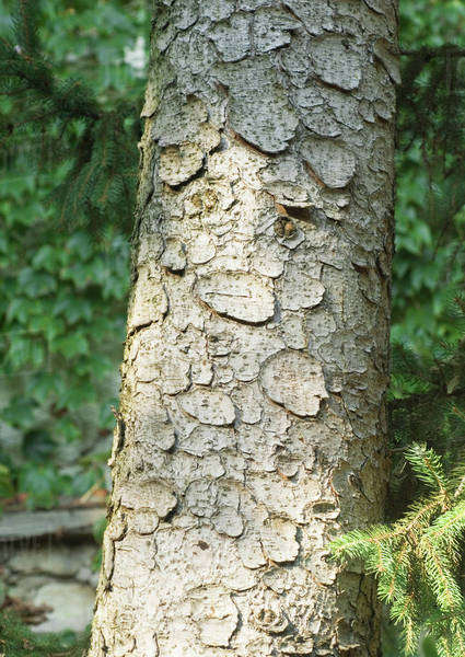 Tree trunk - Stock Photo - Dissolve