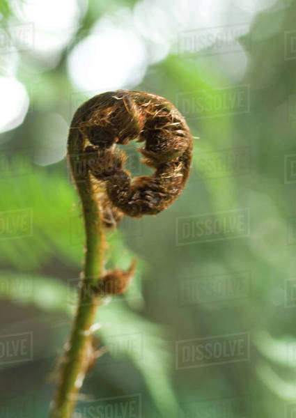 Fern fiddlehead - Royalty-free Stock Photo | Dissolve