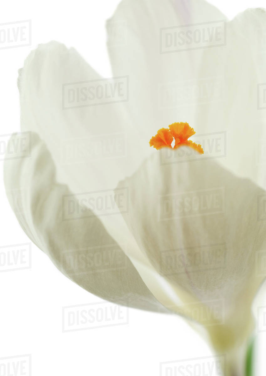 White crocus, close-up - Royalty-free Stock Photo | Dissolve