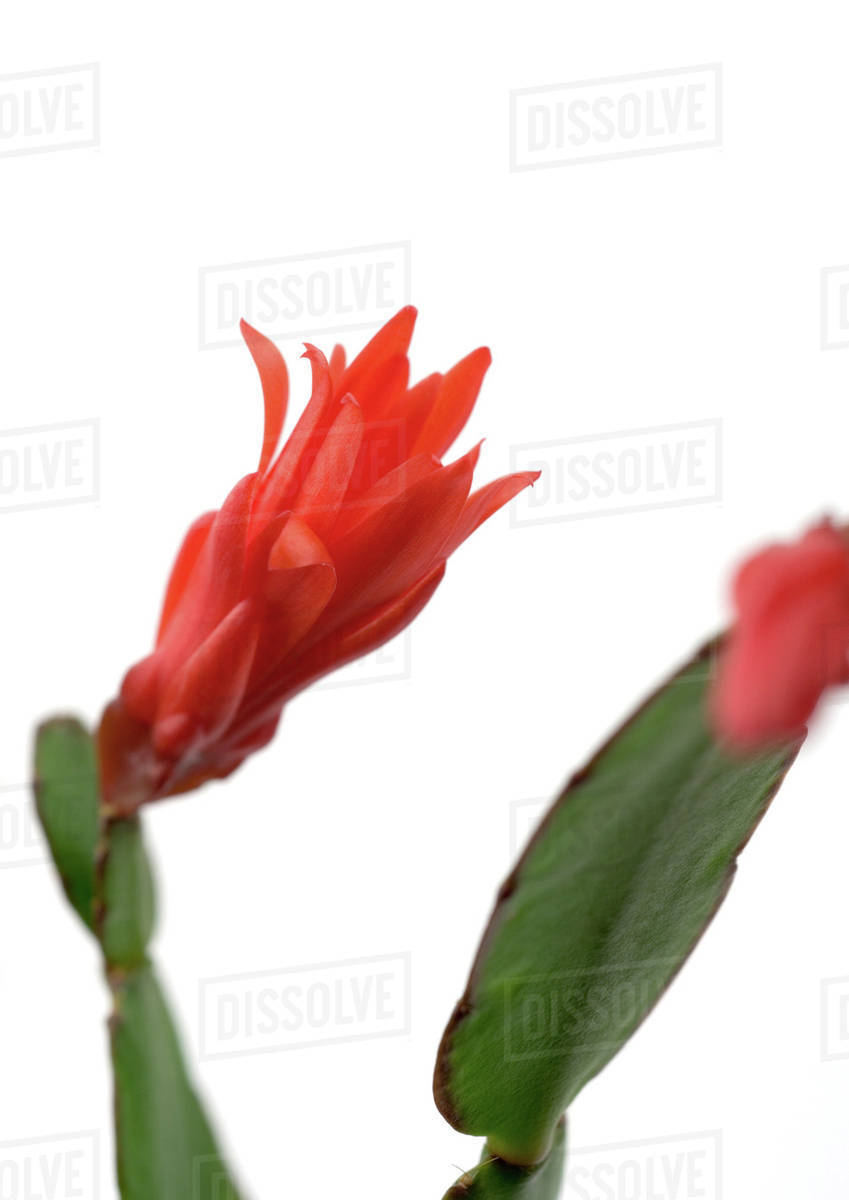 Red Christmas cactus bud - Royalty-free Stock Photo | Dissolve
