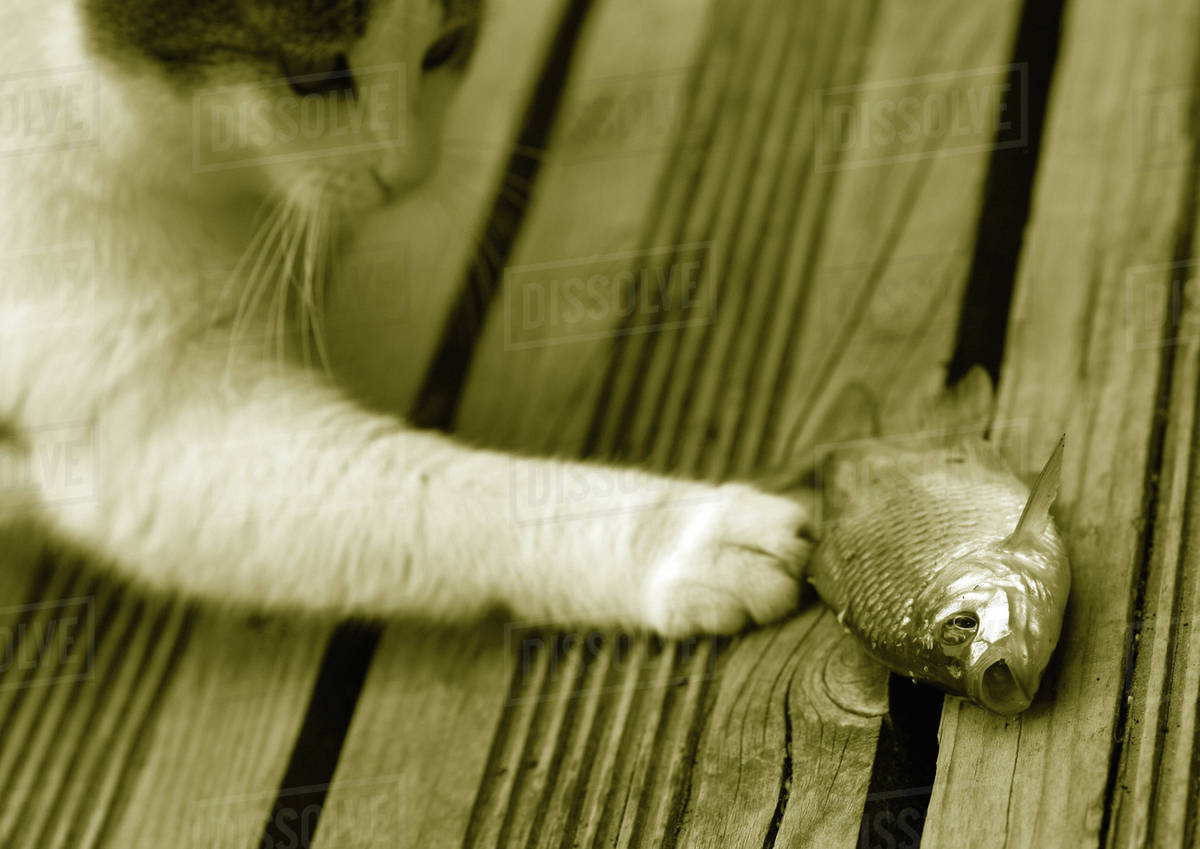 Cat playing with fish - Royalty-free Stock Photo | Dissolve