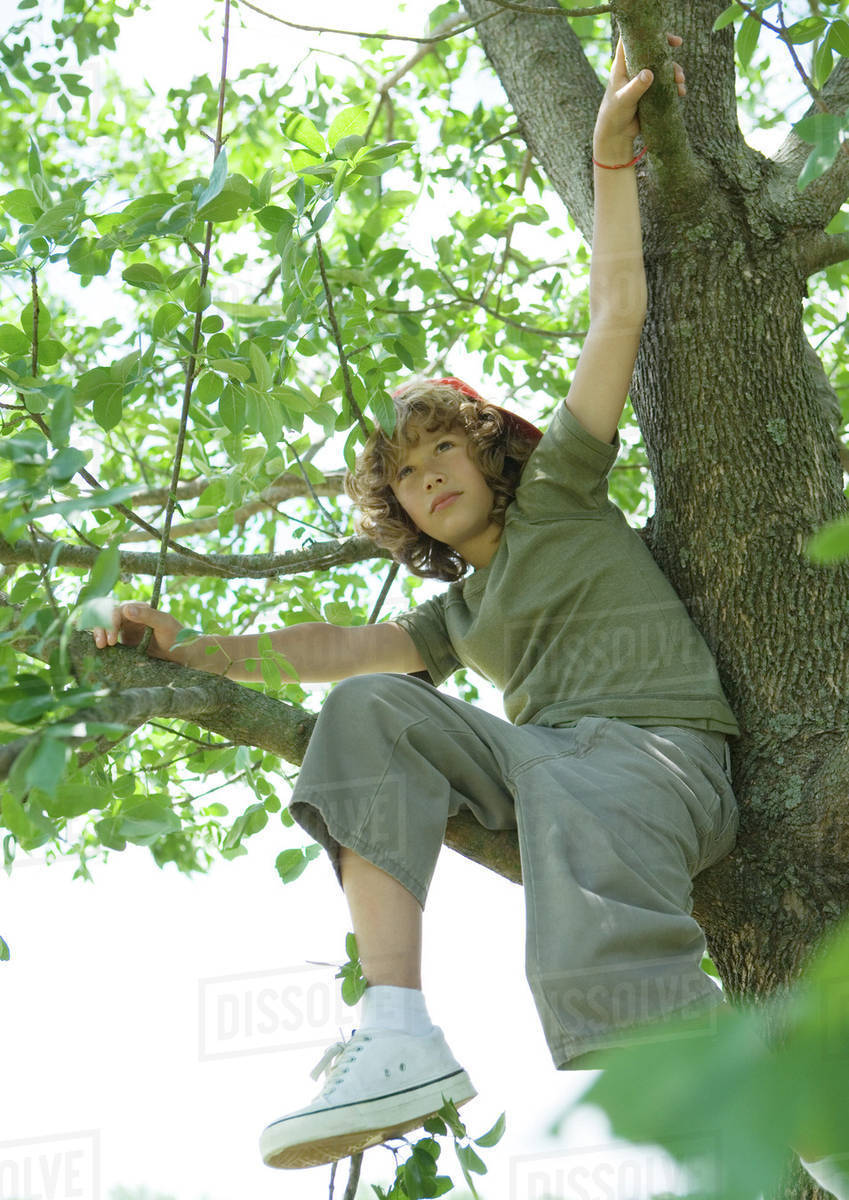 Boy sitting in tree - Royalty-free Stock Photo | Dissolve