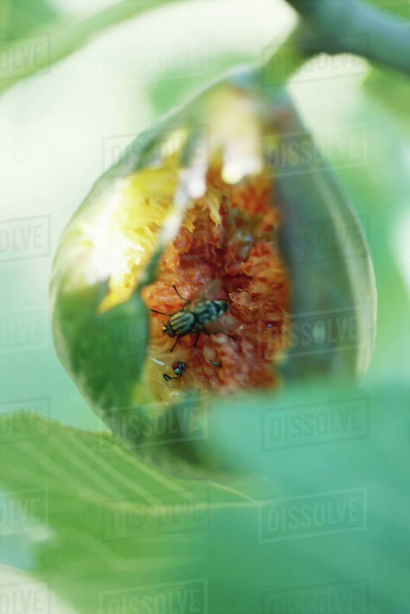 Fly on fig - Royalty-free Stock Photo | Dissolve