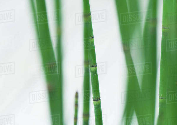 Striped rushes - Royalty-free Stock Photo | Dissolve