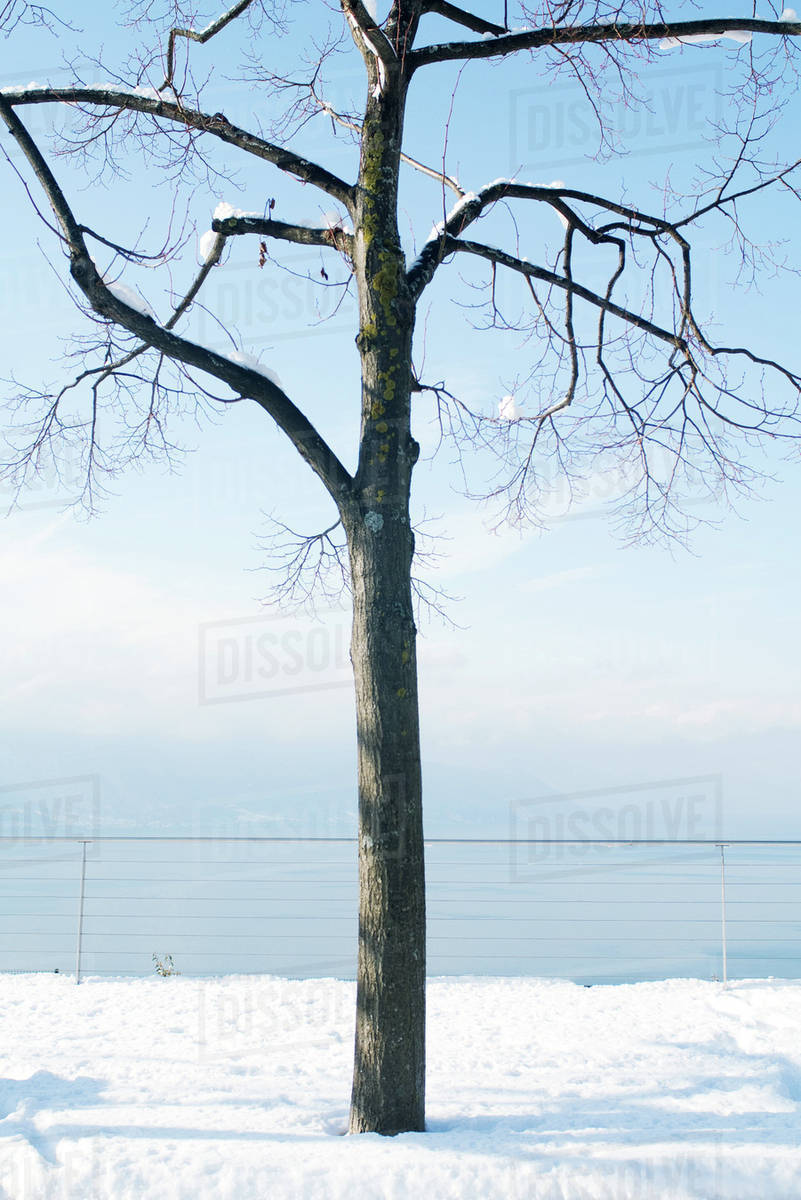 Tree overlooking lake, snow on ground and tree - Royalty-free Stock ...