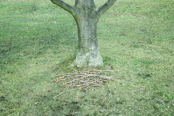 Pile of twigs and branches at base of tree, high angle view - Royalty ...