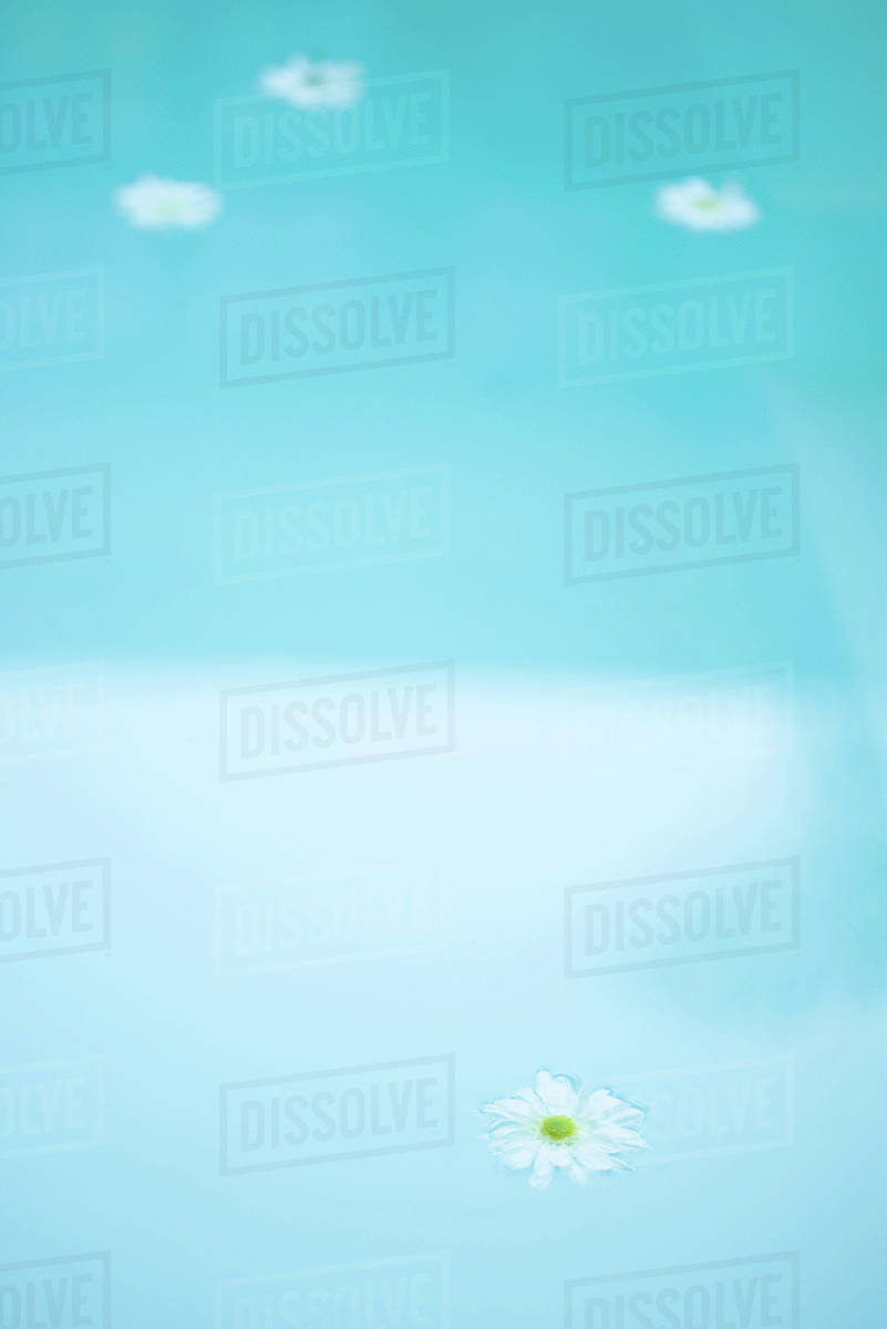 Daisies floating on surface of water - Stock Photo - Dissolve