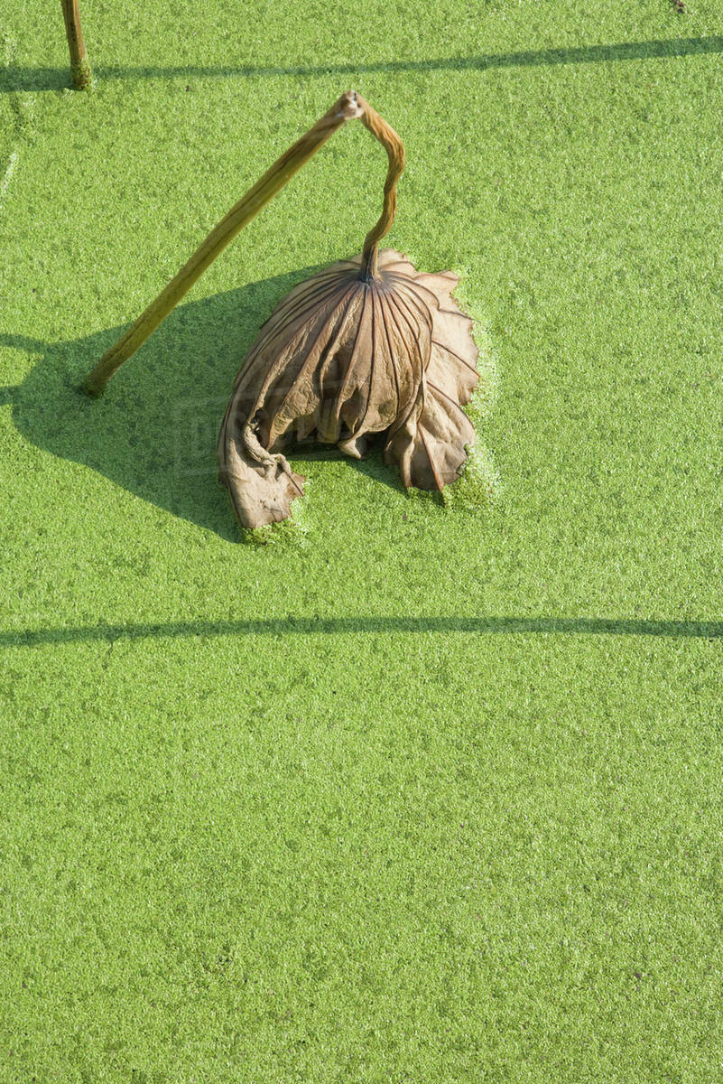 Dead leaf sinking into duckweed on surface of water, close-up - Stock ...