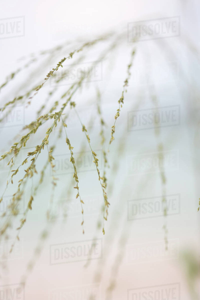 Wispy plant, cropped view - Royalty-free Stock Photo | Dissolve