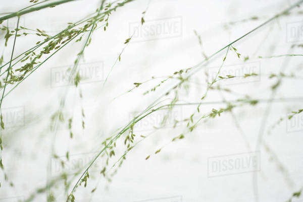 Wispy plant, cropped view - Royalty-free Stock Photo | Dissolve