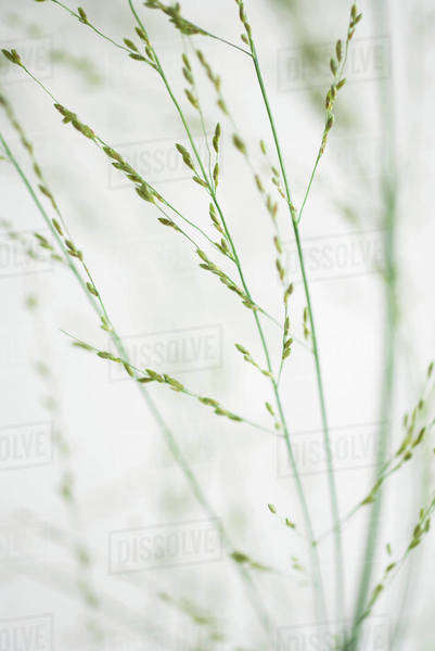 Wispy plant, cropped view - Royalty-free Stock Photo | Dissolve