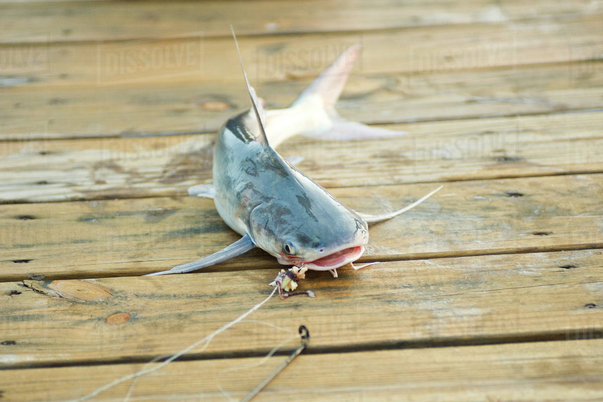 Fish on line lying on dock - Royalty-free Stock Photo | Dissolve