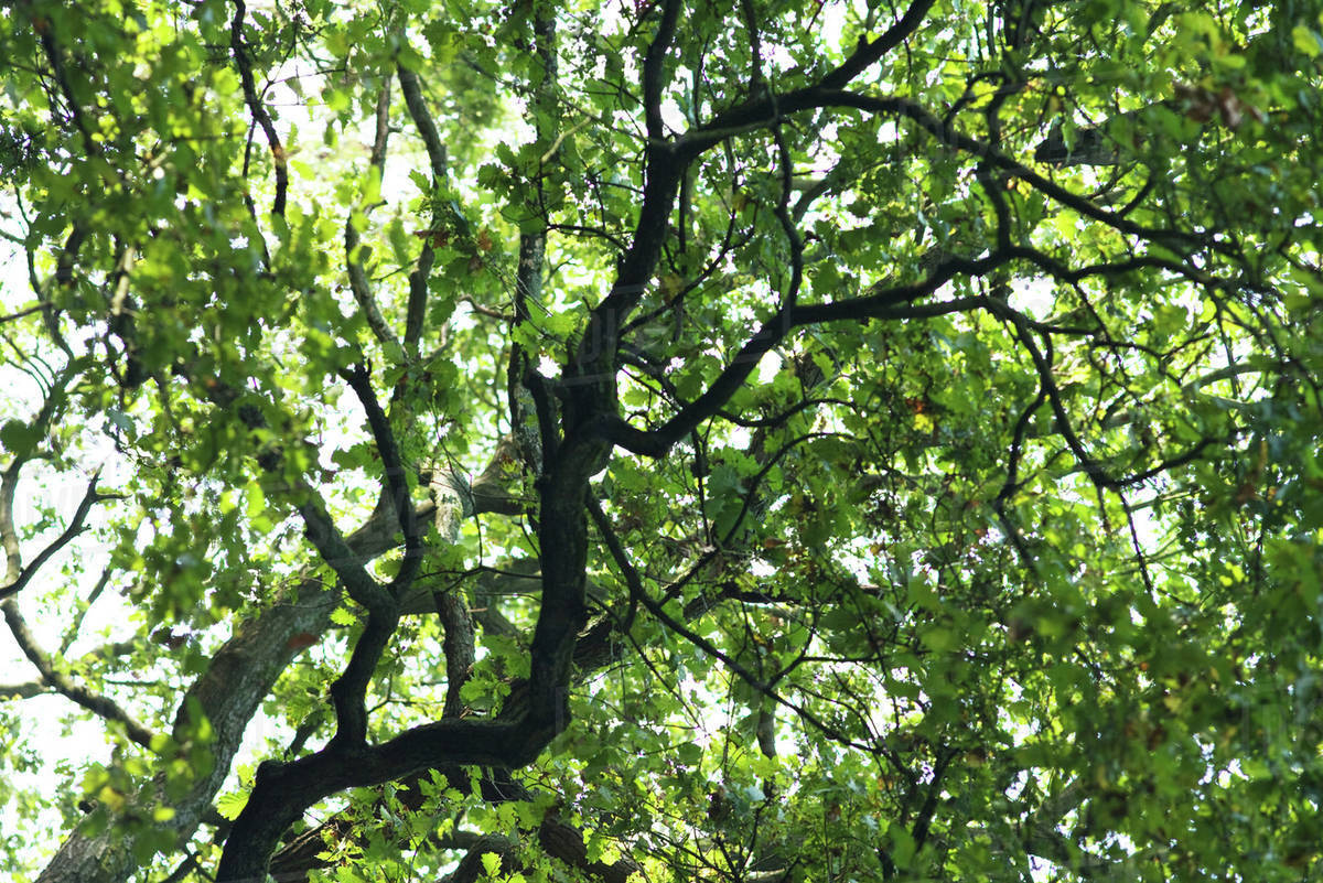 Cropped view of tree branches and foliage, low angle view - Stock Photo ...