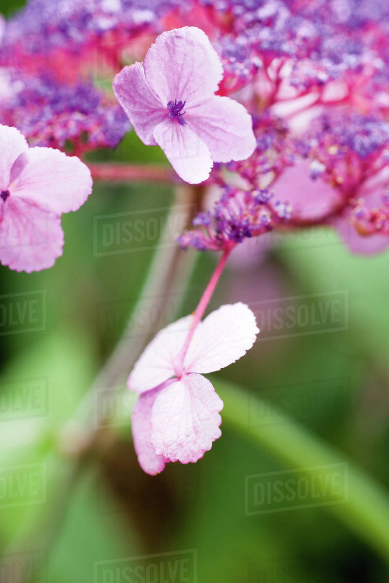Hydrangea flowers, close-up - Royalty-free Stock Photo | Dissolve
