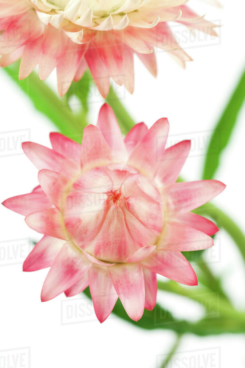 Pink strawflowers, close-up - Royalty-free Stock Photo | Dissolve