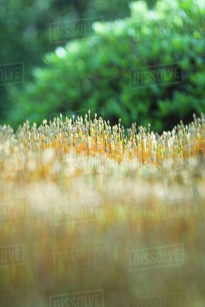 New vegetation growing, close-up - Royalty-free Stock Photo | Dissolve
