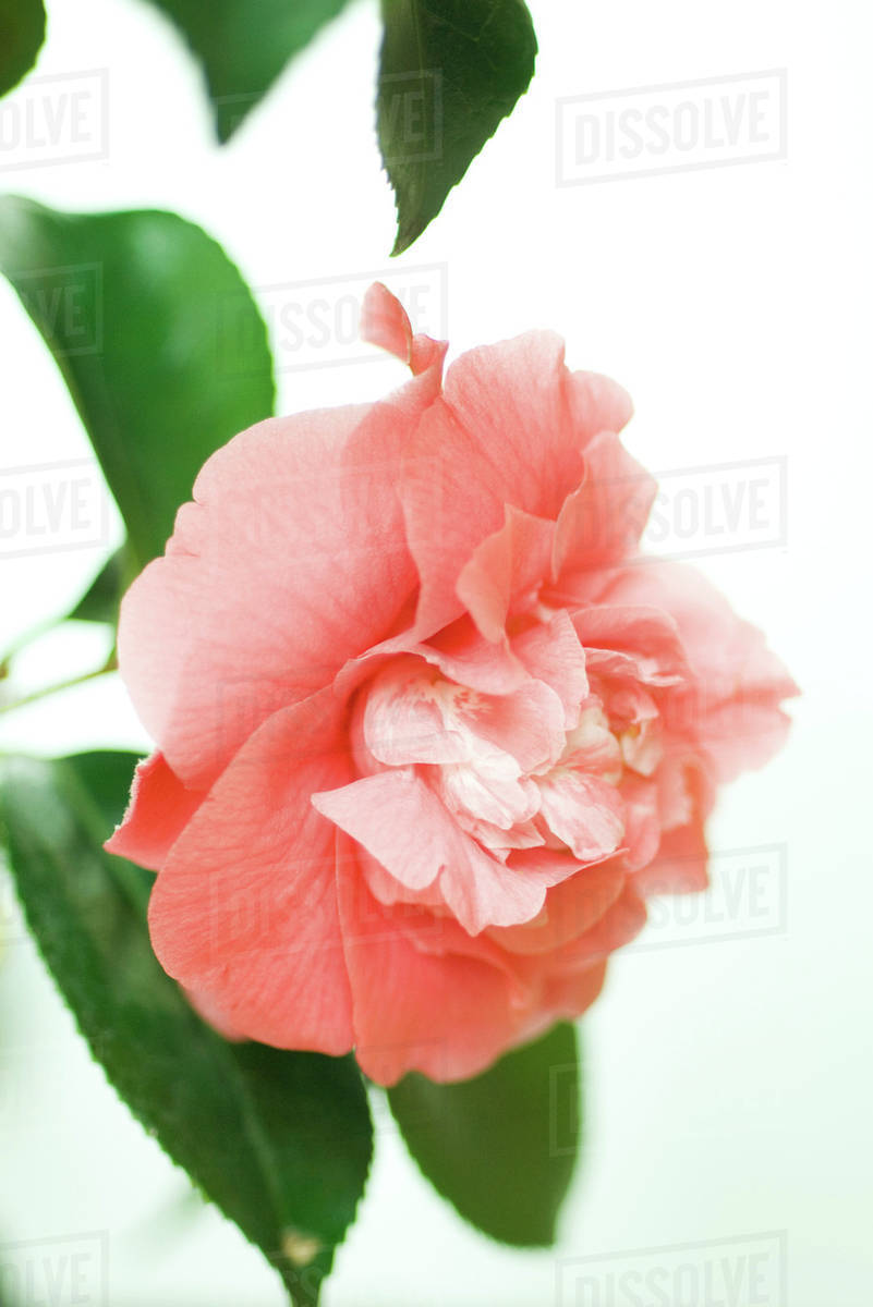Pink camellia flower, close-up - Royalty-free Stock Photo | Dissolve