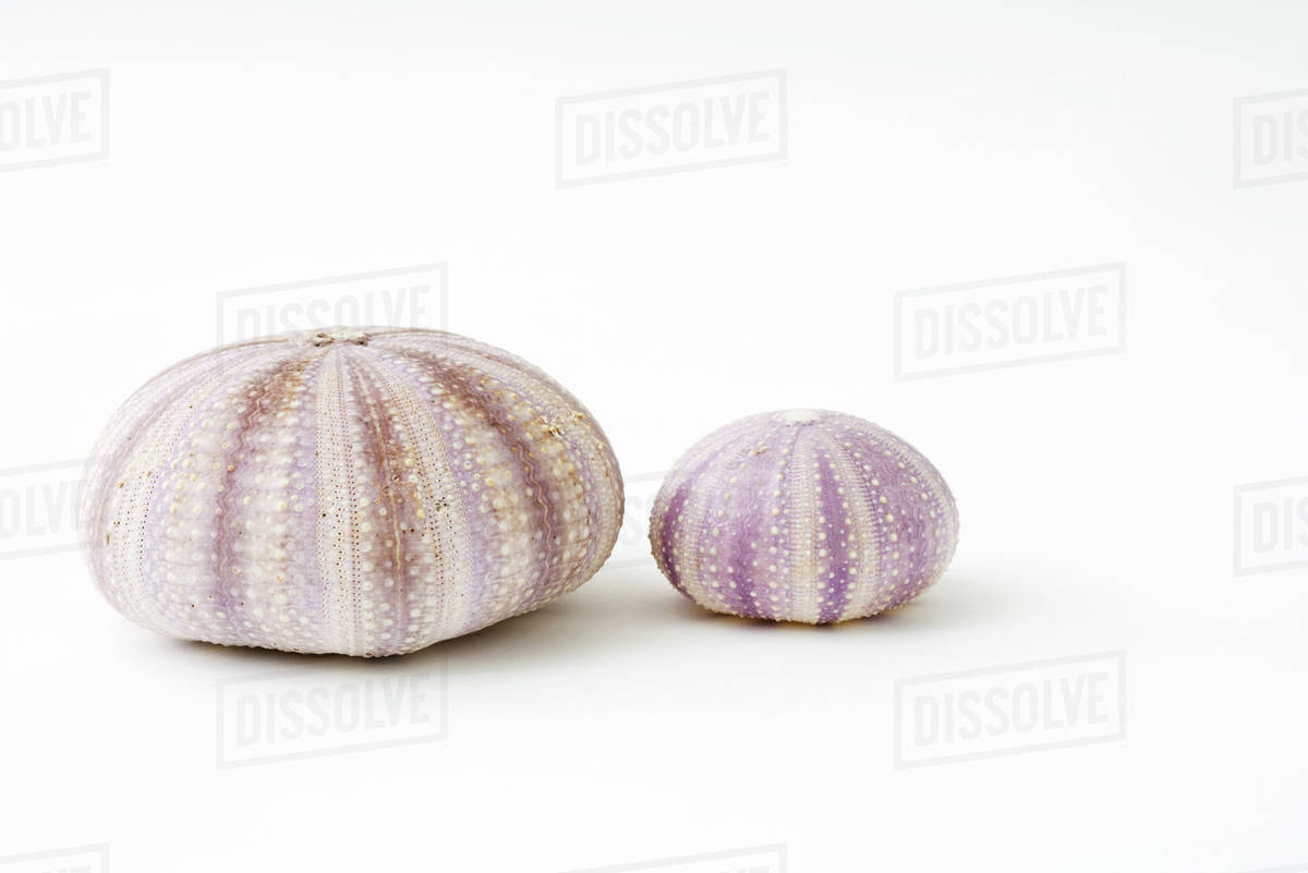 Dried sea urchin shells - Royalty-free Stock Photo | Dissolve