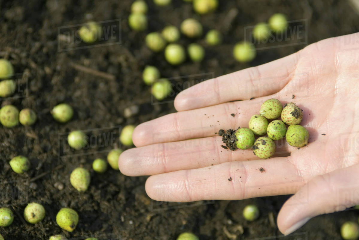 Hand holding green seeds - Royalty-free Stock Photo | Dissolve