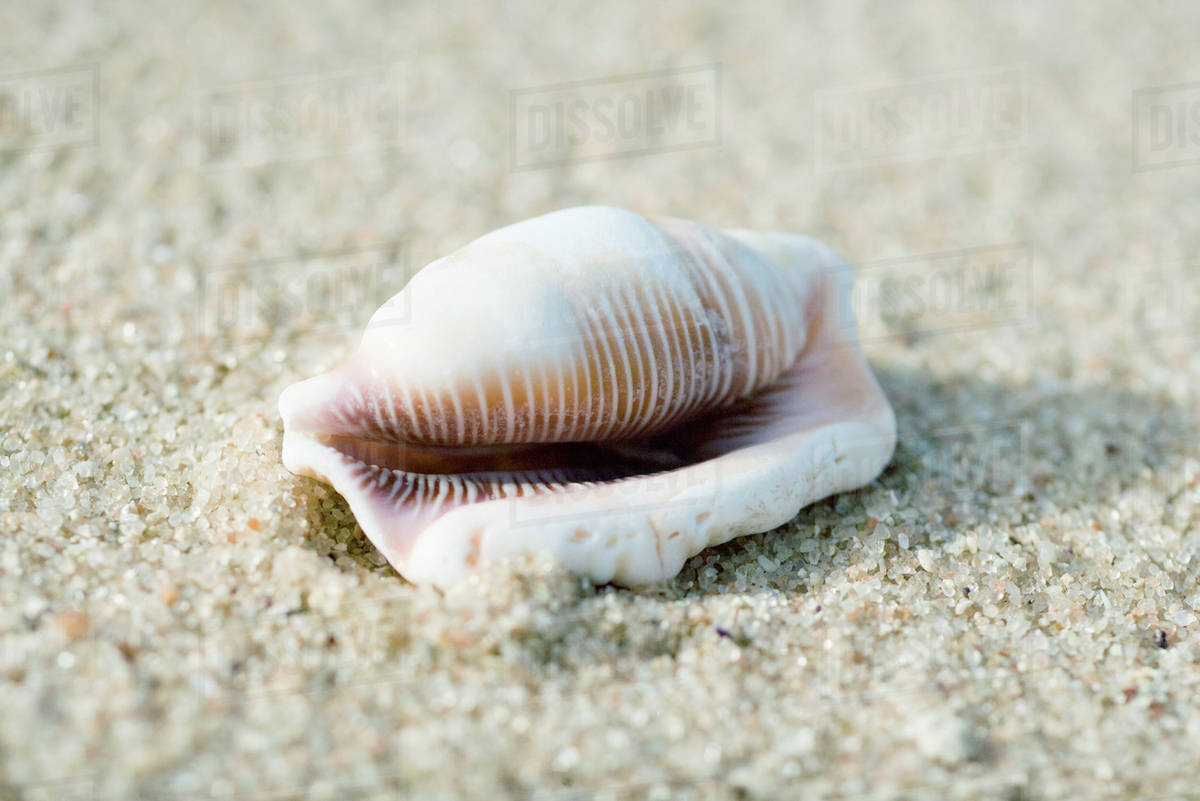 Seashell, close-up - Royalty-free Stock Photo | Dissolve