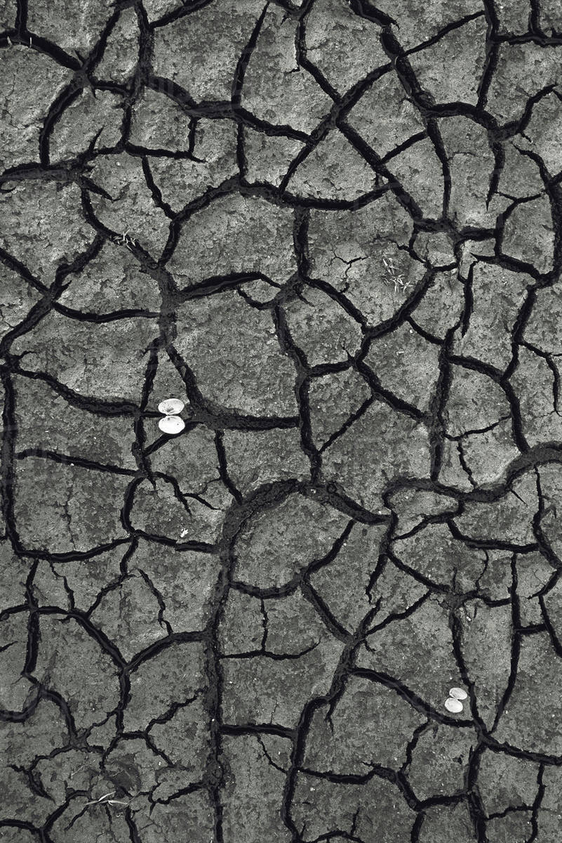 Parched hardpan with two empty seashells - Stock Photo - Dissolve