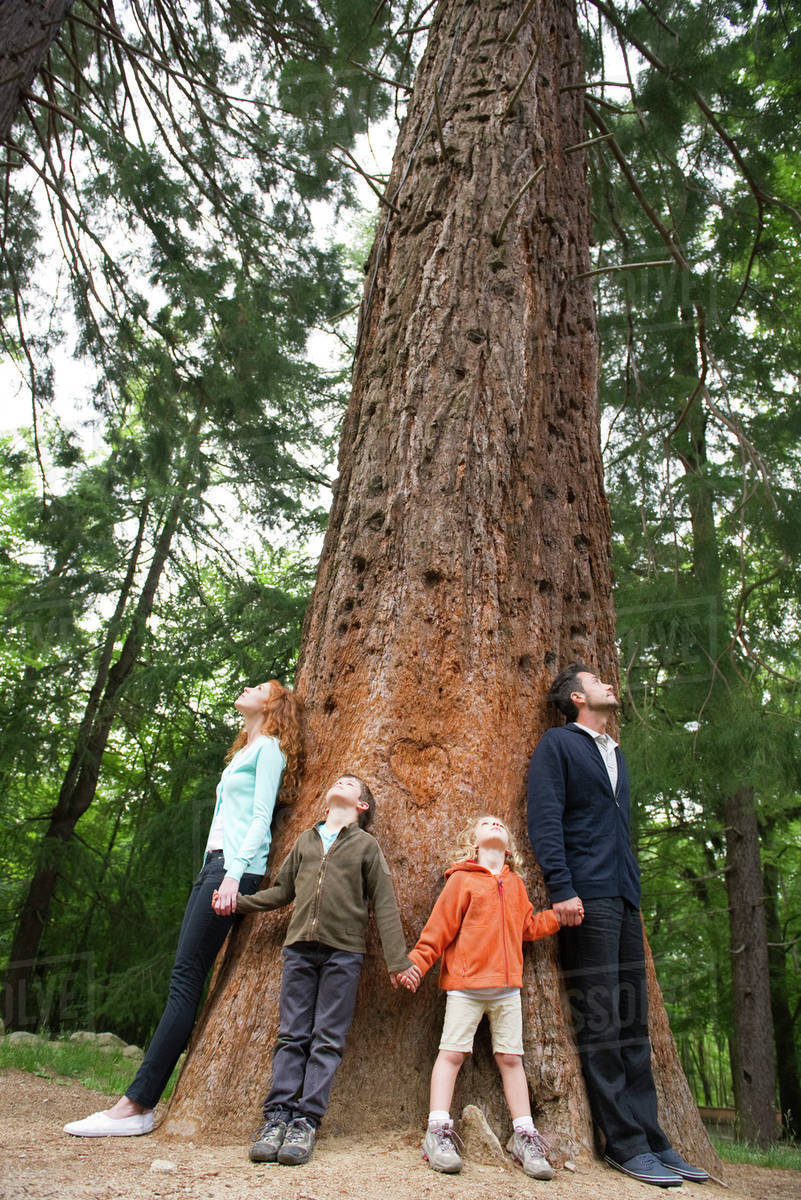 Family standing together at base of tall tree, holding hands - Royalty ...