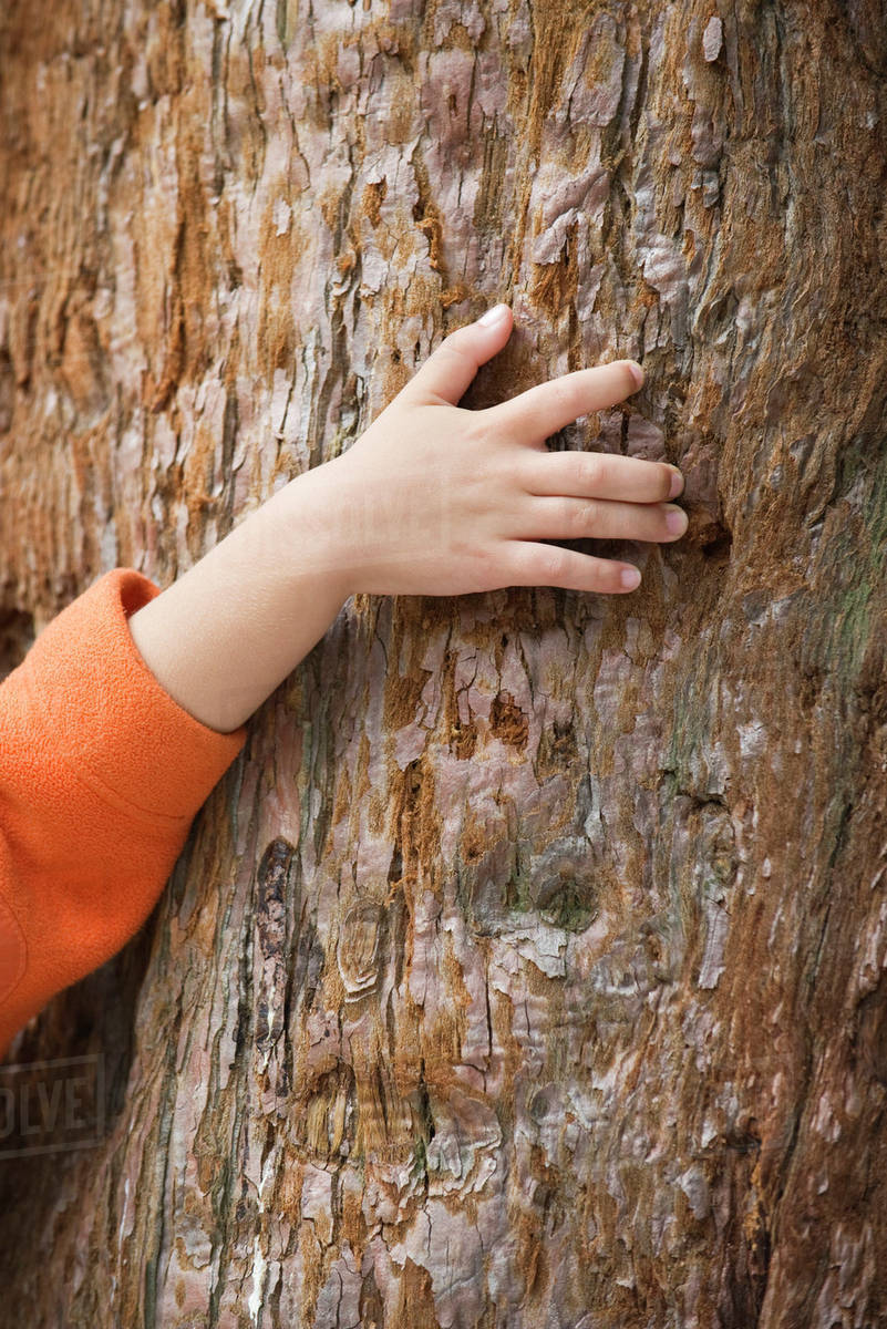 Child's hand touching tree trunk - Royalty-free Stock Photo | Dissolve