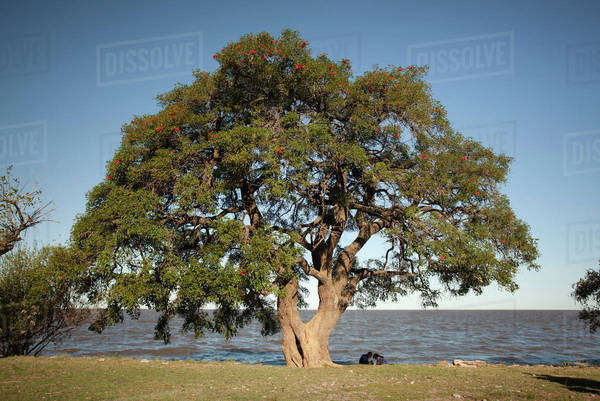 Tree by water - Stock Photo - Dissolve