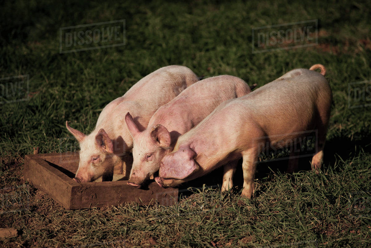 Pigs eating form trough - Royalty-free Stock Photo | Dissolve