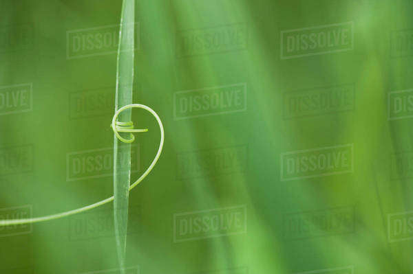 Tendril coiling around blade of grass - Stock Photo - Dissolve