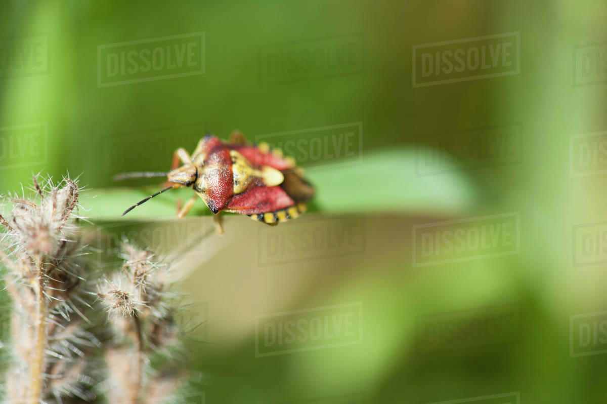 Red Shield bug (carpocoris mediterraneus) nymph crawling on blade of ...